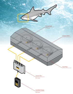 Measuring the Bite Force of a Shark - Metromatics